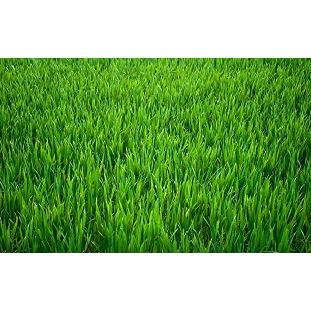 OrOlam Canada Grass Green Seed Bag Tough Enough to Withstand Severe ...