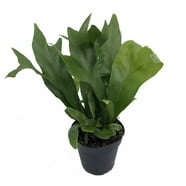 LIVE Nicholas Diamond Fern - xPhlebosia - Indoor/Outdoor Garden Plant ...