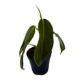Philodendron Gigas, Giant Black and Gold Philo in 2 inch Pot - Walmart.com