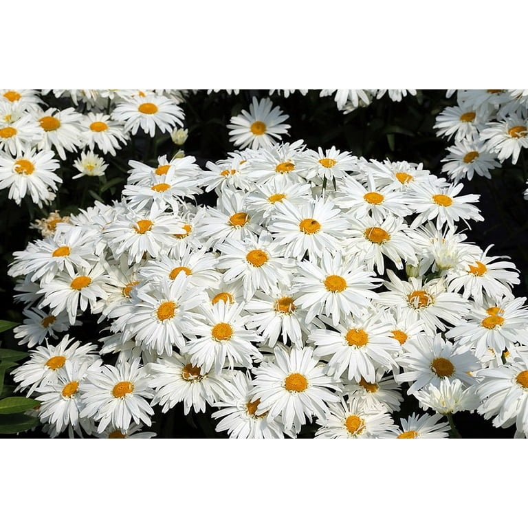 Whoops A Daisy Flowers | Best Flower Site