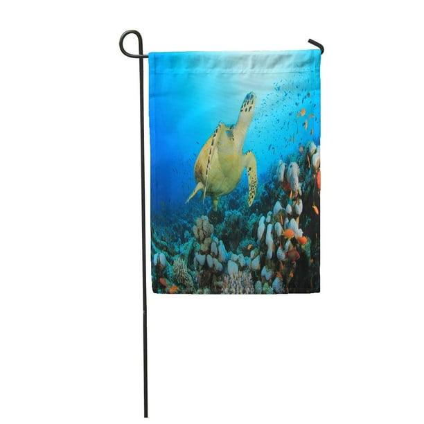 JSDART Hawksbill Sea Turtle Eretmochelys Imbricata and Coral Reef ...