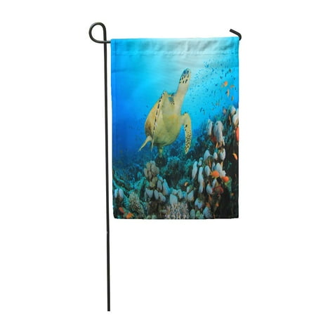 JSDART Hawksbill Sea Turtle Eretmochelys Imbricata and Coral Reef ...