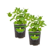 Bonnie Plants Sweet Basil 19.3 oz. 2-Pack - Walmart.com
