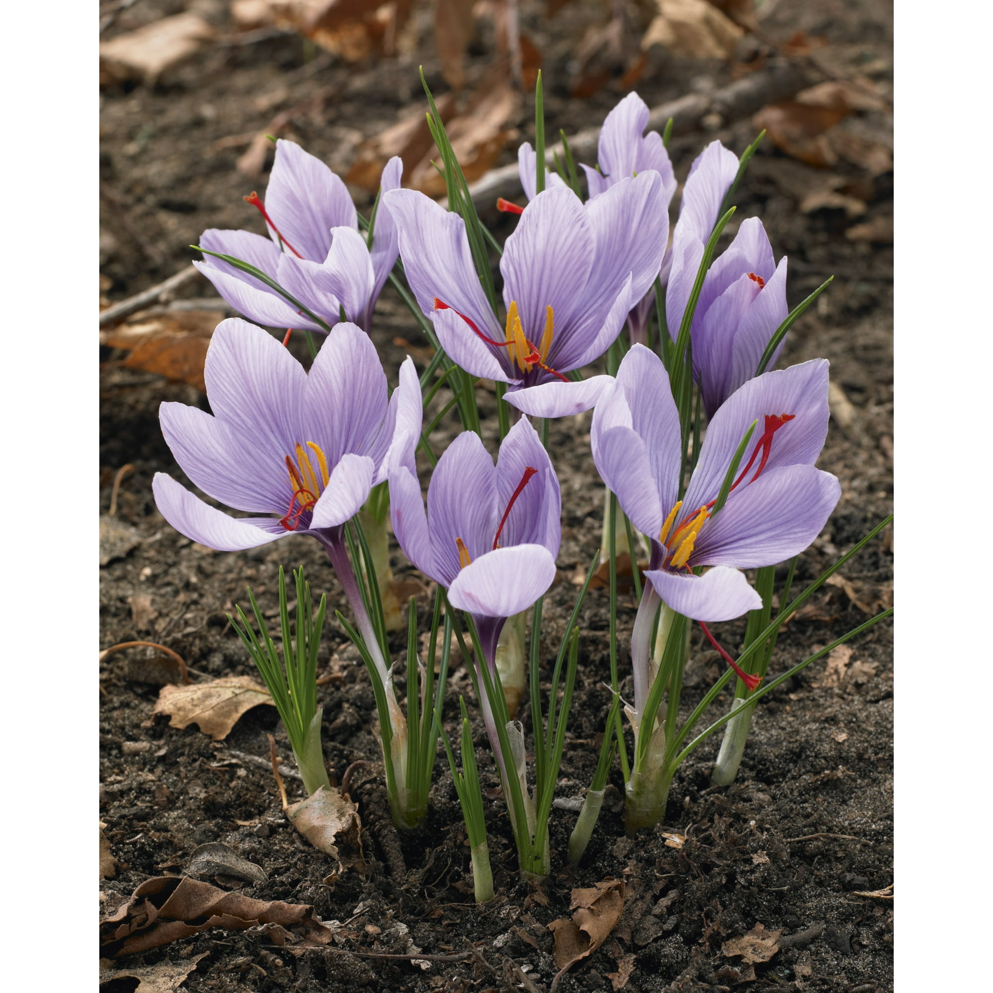 Click here for Tasc Saffron Crocus (Crocus Sativus) Flower Bulbs... prices