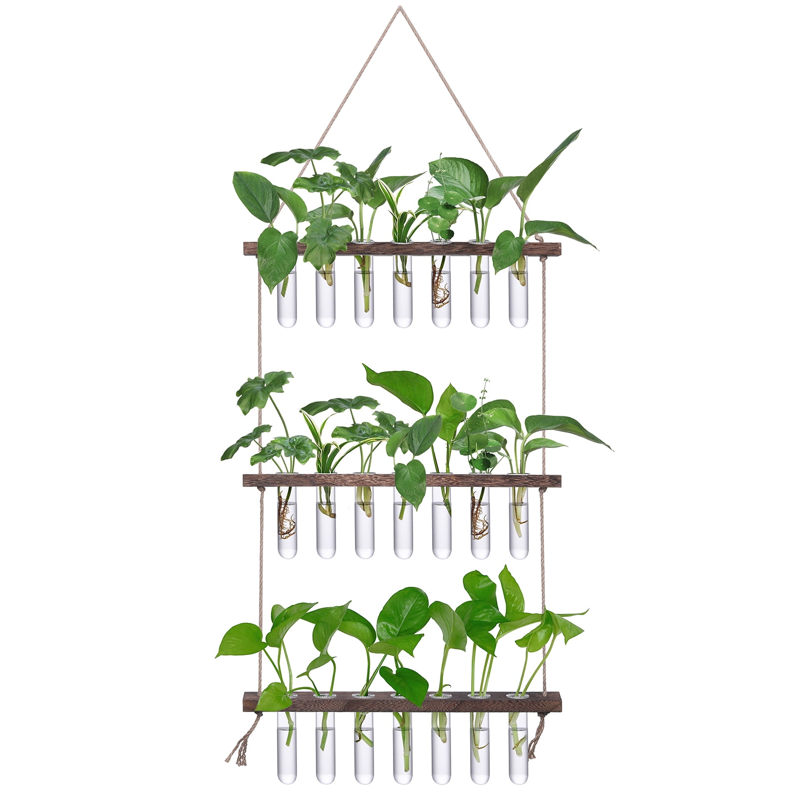 XXXFLOWER Wall Hanging Propagation Station with Wooden Stand 7 Glass ...