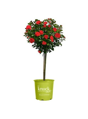 Rose Bushes in Garden Bushes - Walmart.com