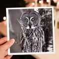 3drose, Great Gray Owl on an Aspen Tree - Us24 Bfr0108 - Bernard Friel ...