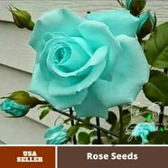 30 Rare Blue Climbing Rose Bush Seeds, Authentic Mix Seeds for Planting ...