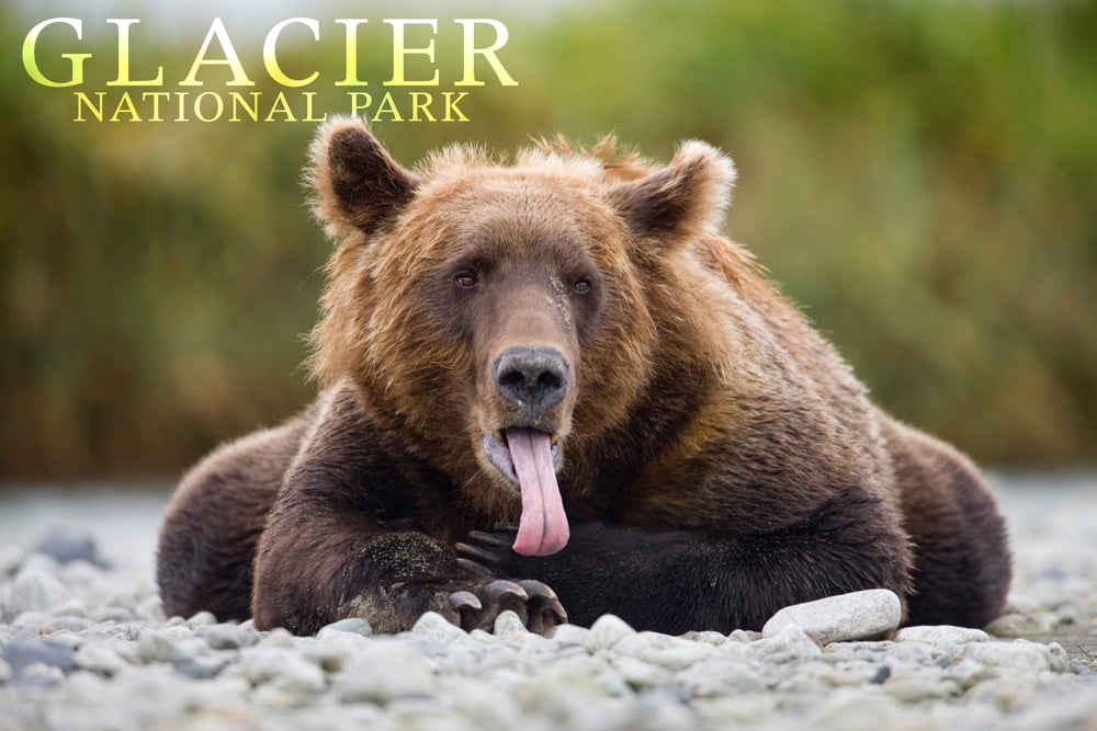 Glacier National Park, Grizzly Bear with Tongue Out (12x18 Wall Art ...