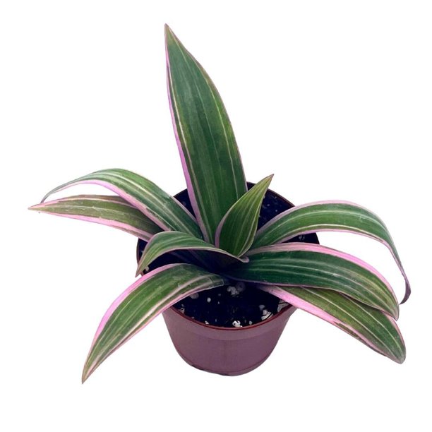 Pink Spider Plant