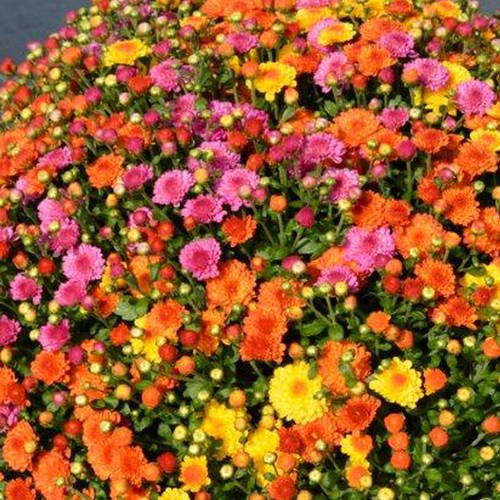 1.5G BETTER HOMES & GARDENS TRICOLOR MUM - Walmart.com