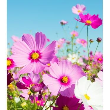 Bulk Seeds, Crazy Mix Cosmos (Cosmos bipinnatus) Non-GMO Seeds - Ships ...