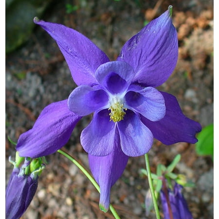 Alpine Columbine Perennial - Aquilegia alpina - Quart Pot - Walmart.com