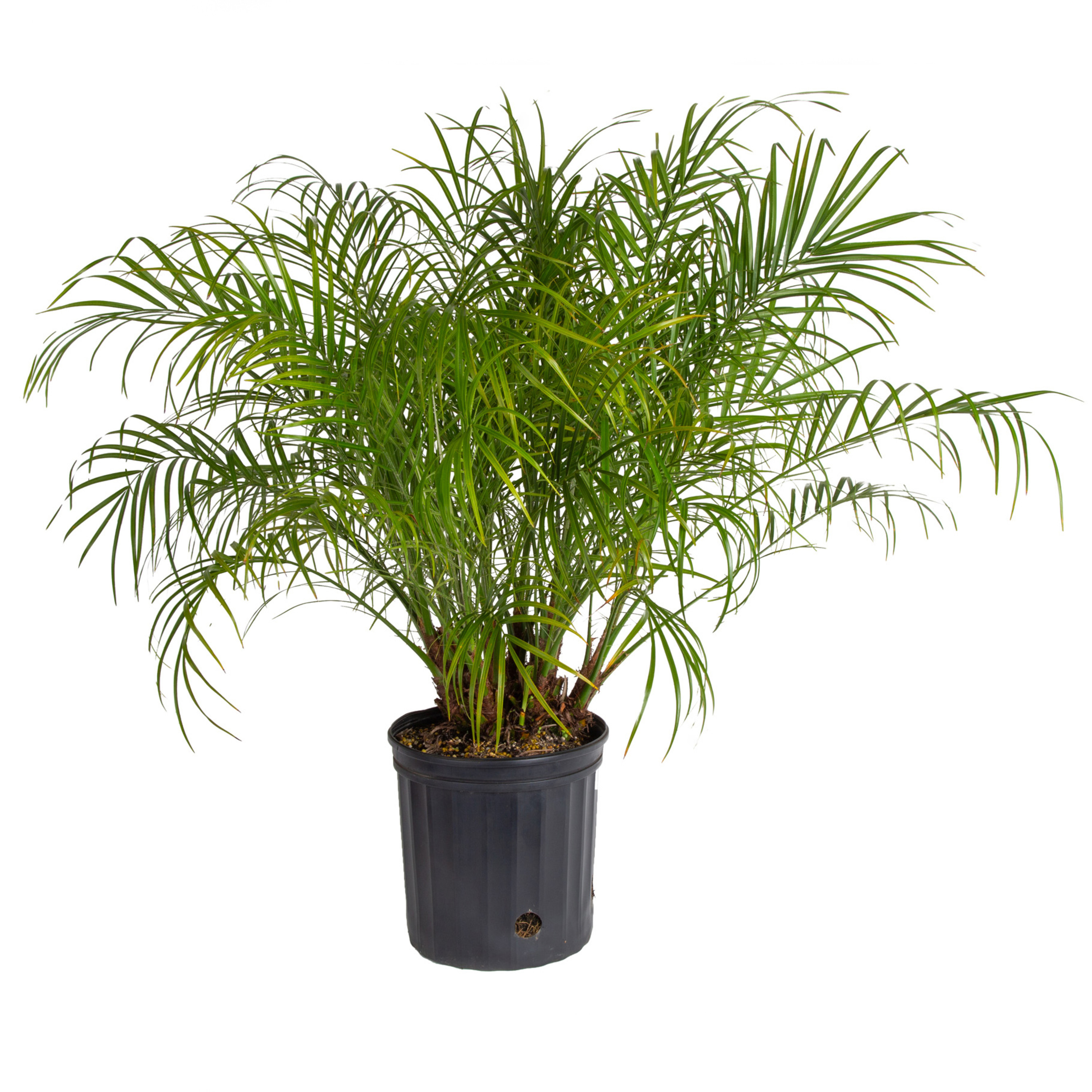 Costa Farms Expert Gardener Live Outdoor 36in Tall Green Pygmy Date Costa Farms Expert Gardener Live Outdoor 36in Tall Green Pygmy Date