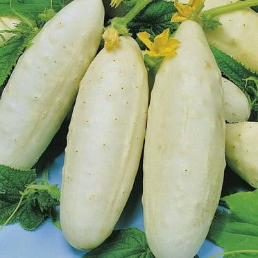 Long Chinese Cucumber White Delicacy Exotic TVS1 Vegetable Seeds for ...