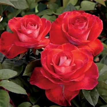 Heirloom Roses - Smokin’ Hot™ Hybrid Tea Rose Plant , Repeat Blooming ...