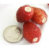100 Seeds VESCA BARON STRAWBERRY Solemacher Berry Fragari Fruit Seeds ...
