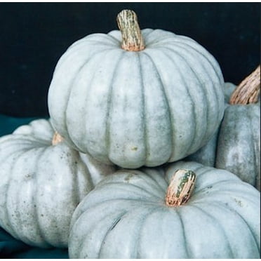 Pumpkin Garden Seeds - Fairytale - 500 Seeds - Non-GMO, Heirloom Fairy ...
