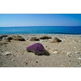 40 CONEHEAD THYME Thymus Capitatus syn. Thymbra Capitata Mediterranean ...