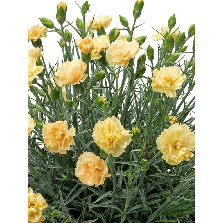 Yellow Dianthus Caryophyllus