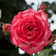 Heirloom Roses - Tropical Lightning Climbing Rose Bush - Walmart.com