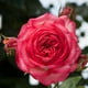 Antique Climbing Rose by Heirloom Roses - Climbing Rose Bush - Walmart.com