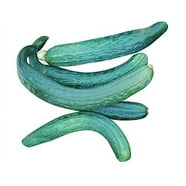 Sango Purple Radish Microgreens Seeds - 1 Oz - Purple Leaves - Non-GMO ...