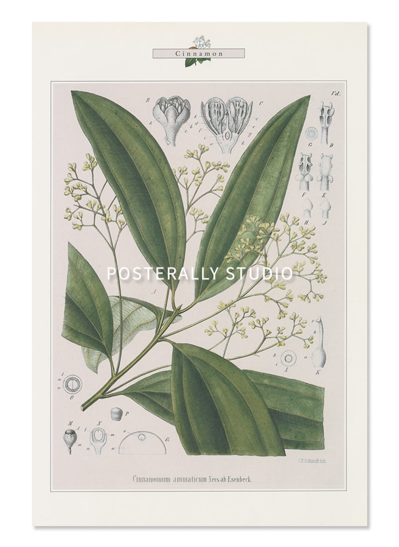 Cinnamon Plant Illustration