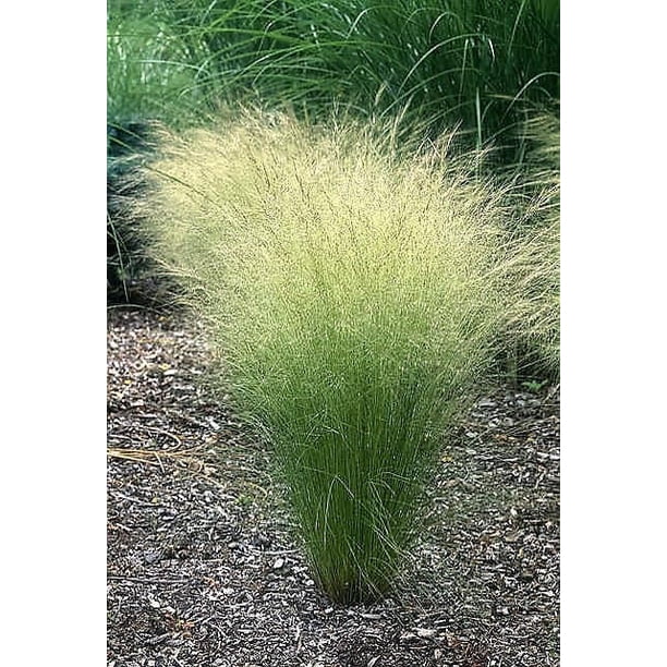 Stipa Tenuissima Mexican Feather Grass