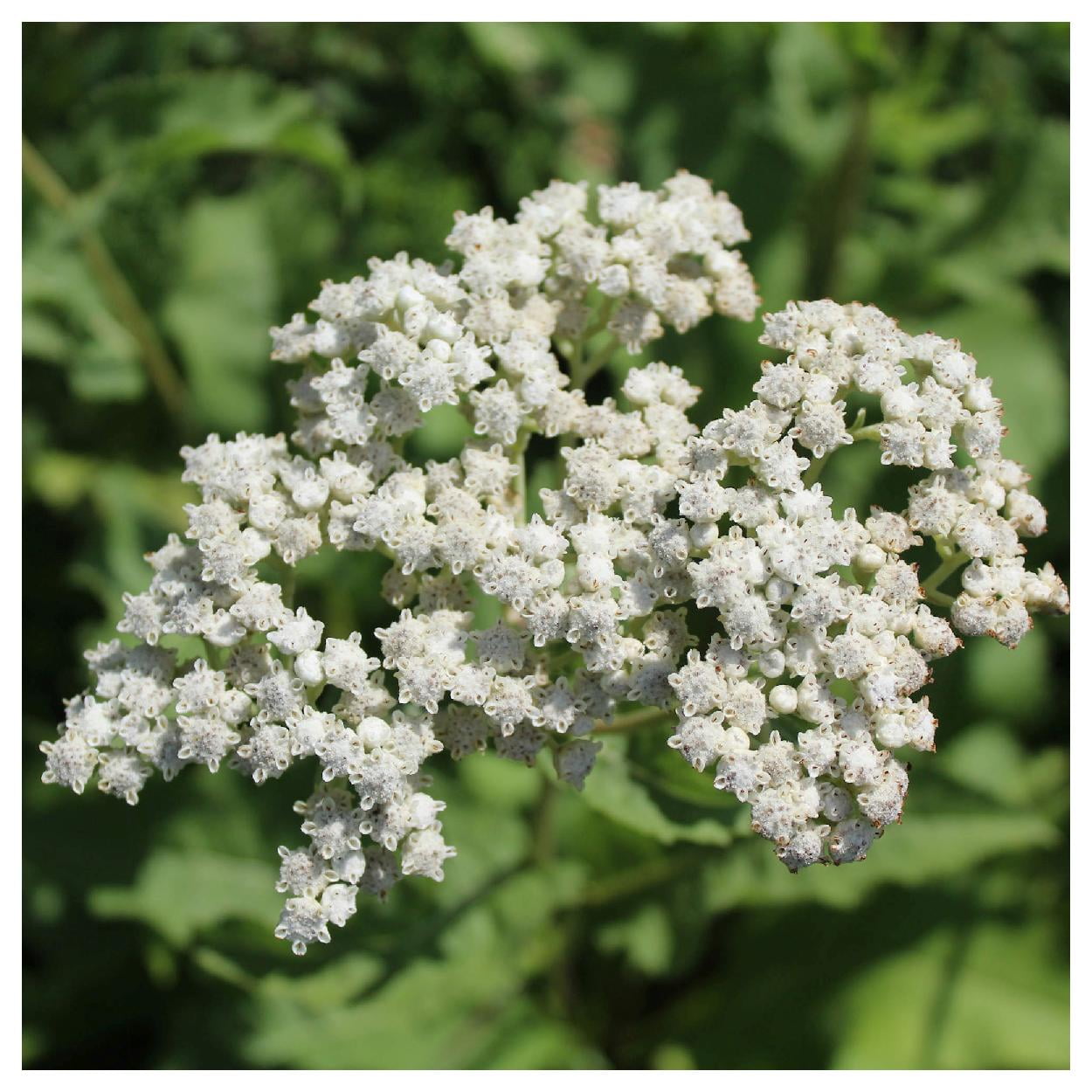 Everwilde Farms - 1 lb Wild Quinine Native Wildflower Seeds - Gold ...