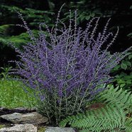Divinity Stokes Aster Perennial - Stokesia - Snowy White Blooms ...