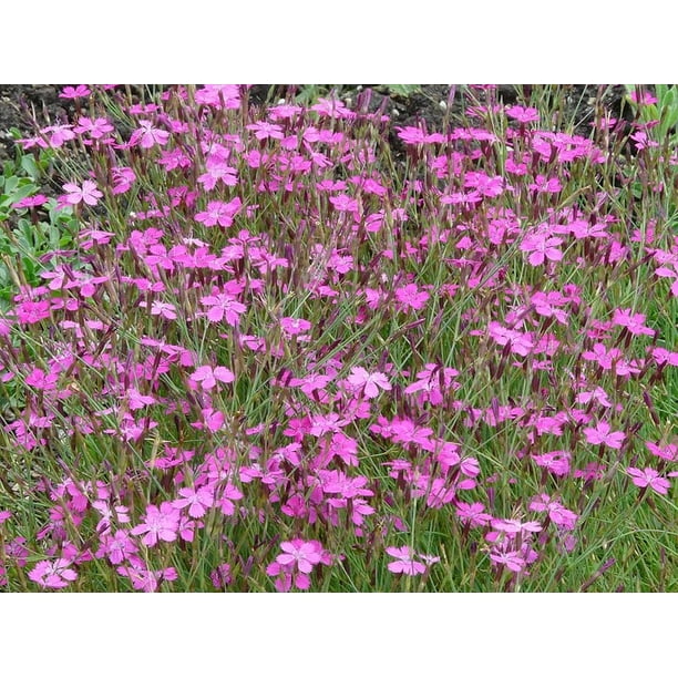 550 MAIDEN PINKS Dianthus Deltoides Flower Seeds - Walmart.com