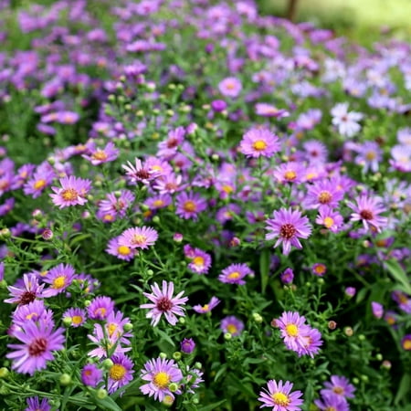 UPC 460755055449 - Purple Aster Perennial Plant Live 4-8 inches Hardy ...