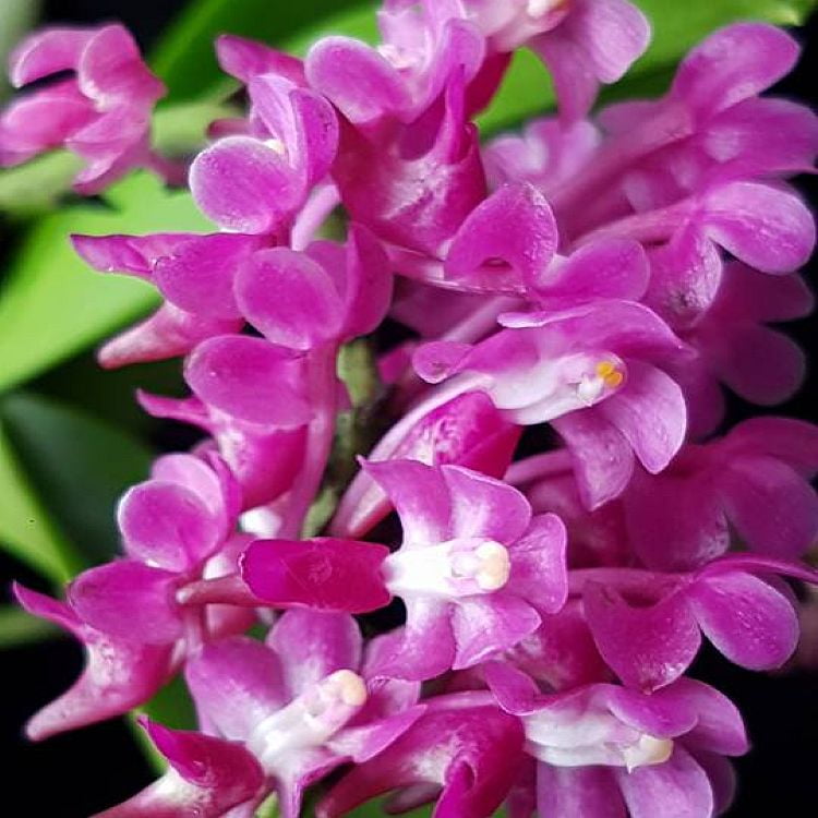 Sophies Orchids |Orchid Vandaceous