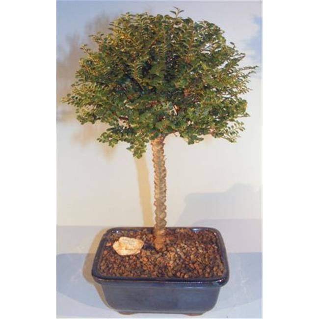 Chinese Seiju Elm Tree - Upright Ball Style - Ulmus Parvifolia Seiju ...