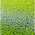 500+ Duckweed & 50+ Giant Duckweed with 50+ Azolla Live Floating ...