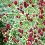 Bareroot Sanguisorba Little Angel Variegated Burnet Live Perennial ...