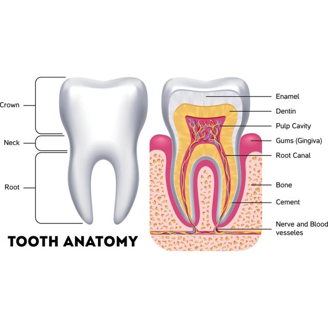 School Nurse Office Decorations Dental Office Decor Human Tooth Anatomy ...