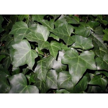 "English Ivy 48 Live Vines - Fast Growing Ground Cover for Outdoor, Sun ...