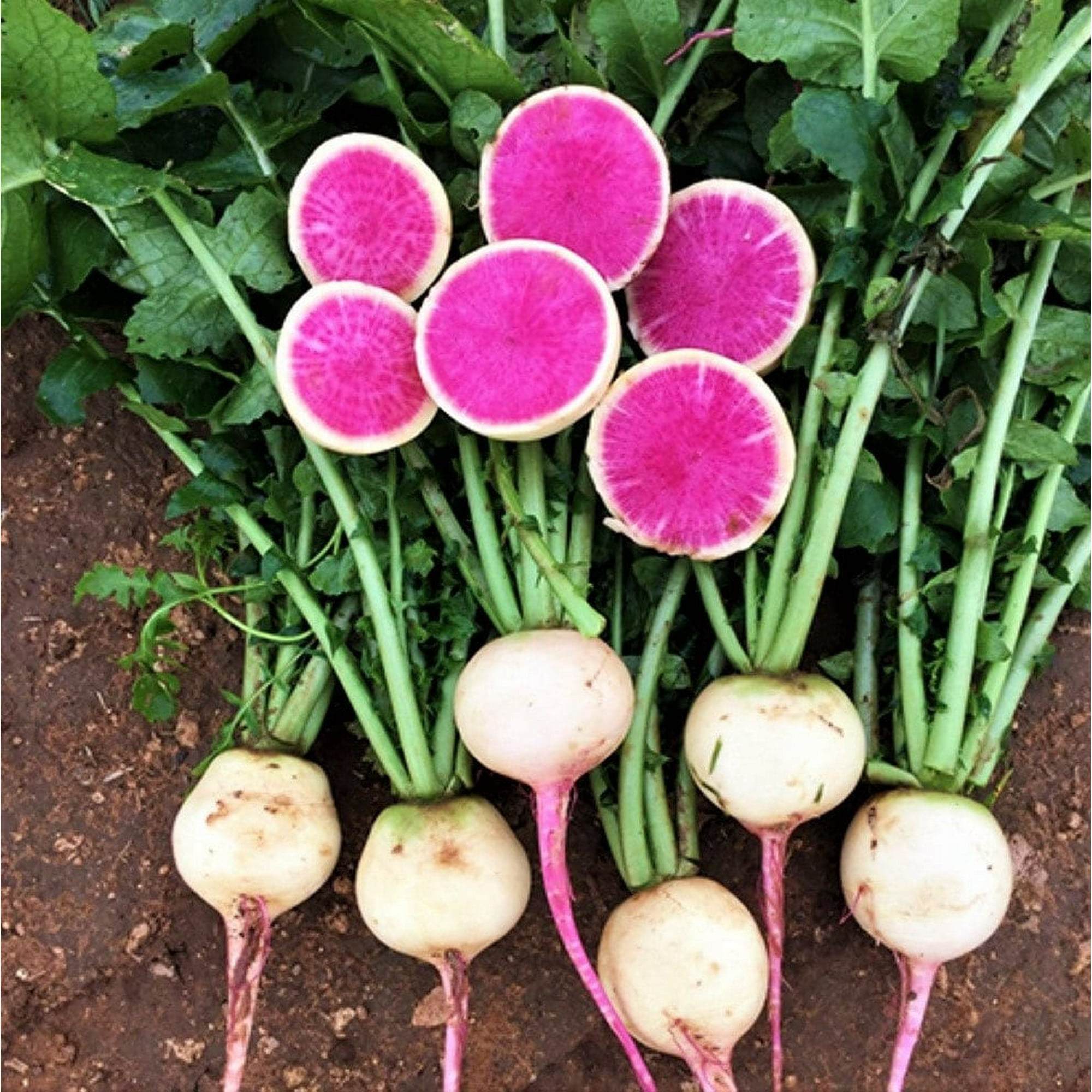 Watermelon Radish