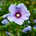 Bluebird Rose of Sharon Althea Outdoor Full Sun Plant, Dormant Bare ...