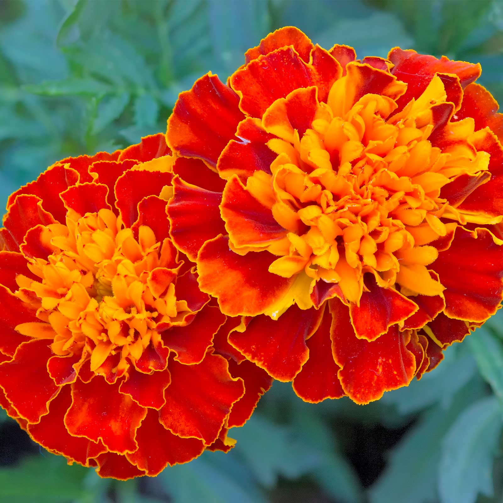 Marigold Seeds - Hero Series - Harmony - 500 Seeds - Tagetes patula ...