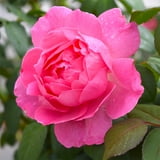 True Bloom Roses Dormant Live Shrub - Walmart.com
