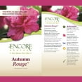 Encore Azalea Autumn Rouge Live Shrubs - Walmart.com