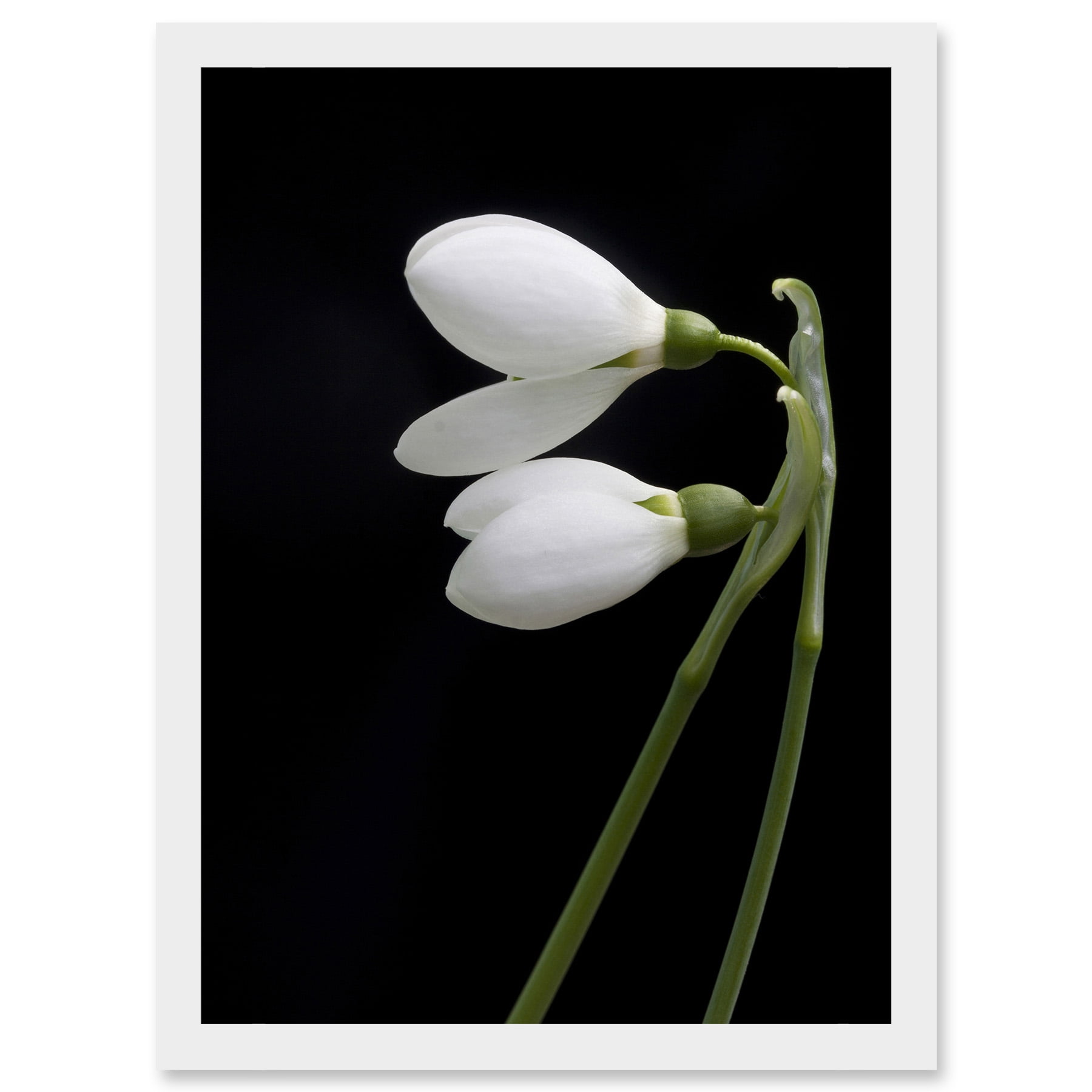 Snowdrops Spring Flowers Bloom White Black A4 Artwork Framed Wall Art ...