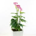 Clearance Under $5 Artificial Calla Lily 21-Head Calla Lily Centerpiece ...