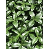20 TRUE MYRTLE Myrtus Communis aka Common & Sweet Myrtle Fragrant White ...