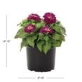 Expert Gardener 3QT Purple Zinnia Live Annual Plant Sun - Walmart.com