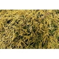 National Plant Network 3 gal. Live Shrub Gold Mop Cypress Condition ...