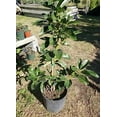 Super hass Avocado Tree Live Avocado Tree GRAFTED 2-4 ft tall. We ship ...